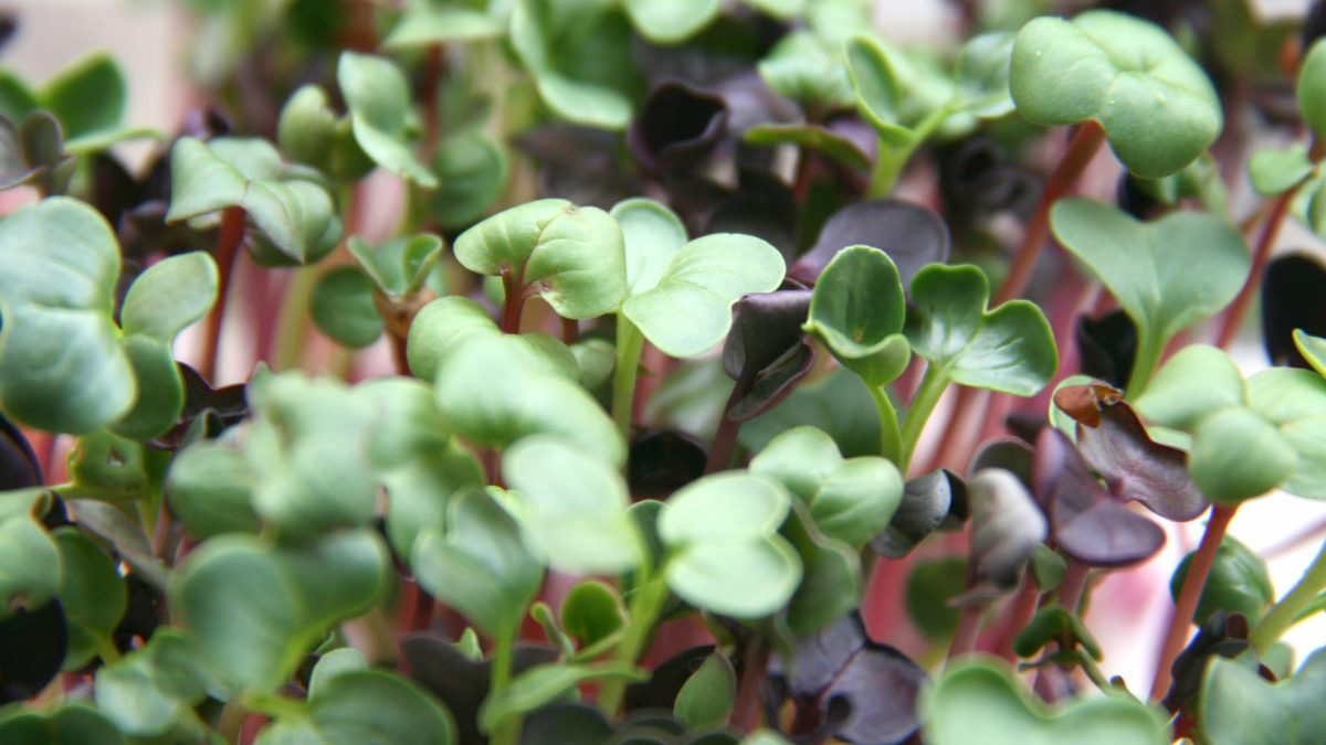 ¡Todo lo que quieres saber sobre brotes! - INSTAGREEN