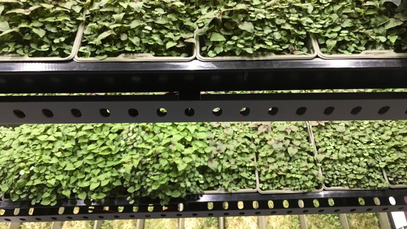 GROWING SYSTEM FOR EFFICIENT MICROGREEN PRODUCTION